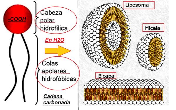 SUSTANCIAS HIDROFÓBICAS Y ANTIPÁTICAS