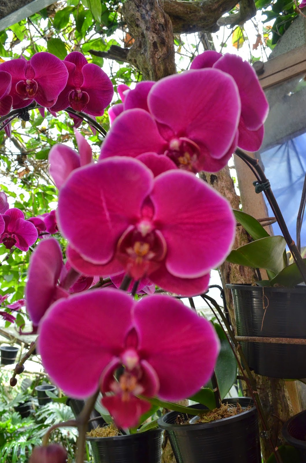 35 Most Beautiful Flowers in Baguio City