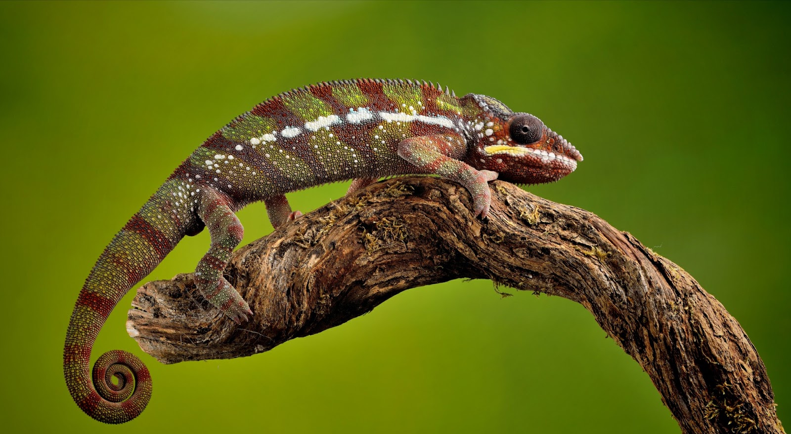 Gambar Bunglon Keren Berubah Warna | Kumpulan Gambar