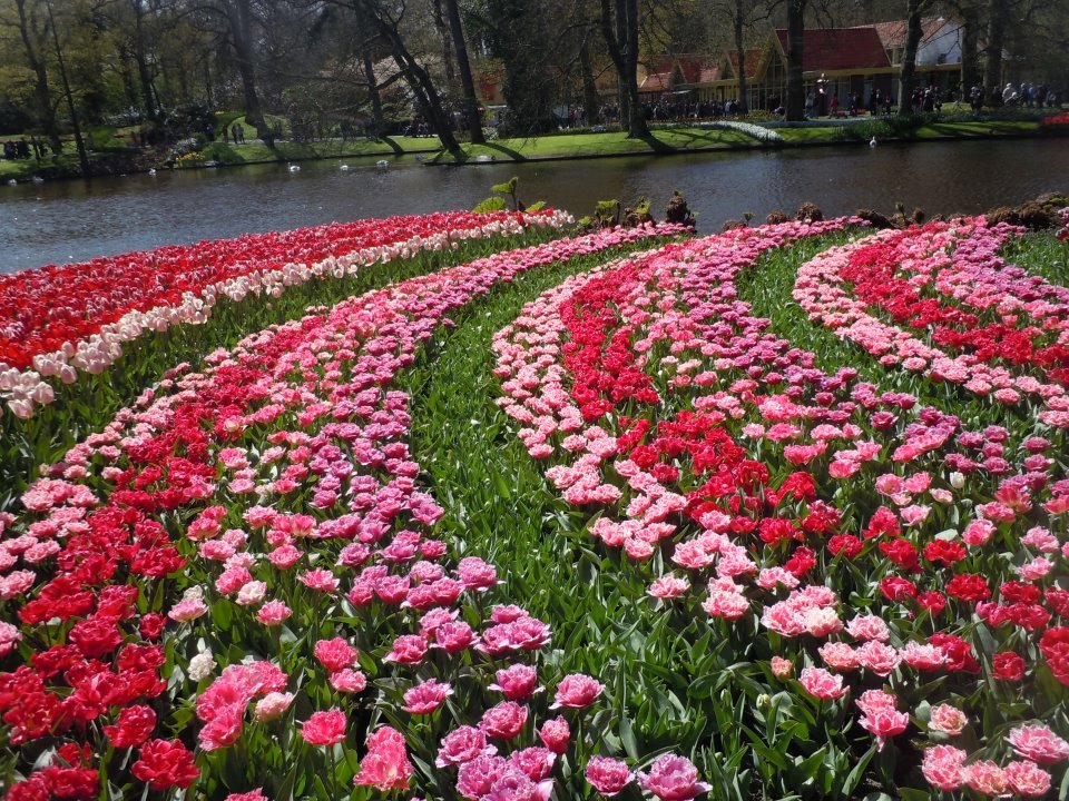 Pipit Febri Sweet Sunshine: Eksotisme Tulip di Sudut Kota Belanda