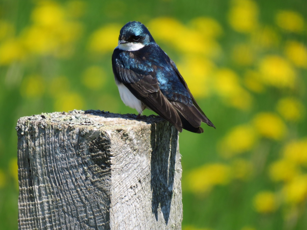 TREE SWALLOW