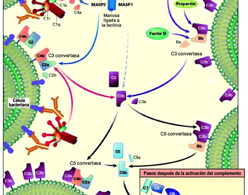 immunis: Consideraciones del Sistema de Complemento