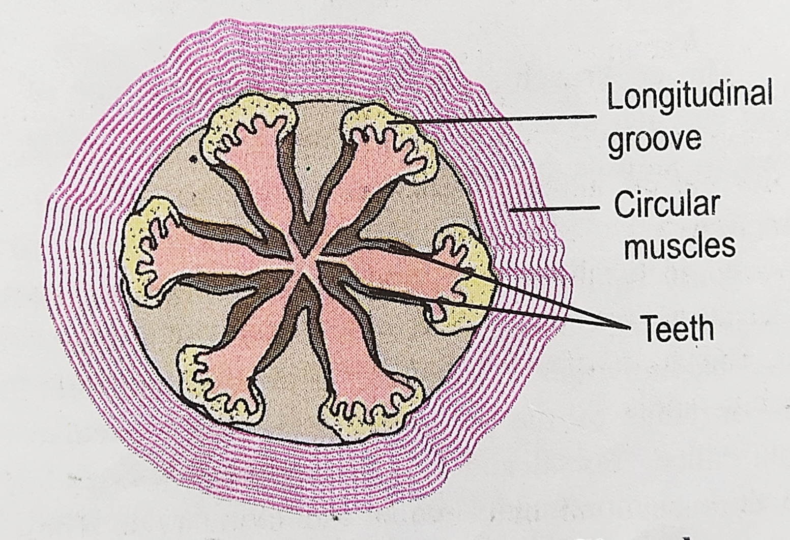 Digestive System Of Cockroach Class 11