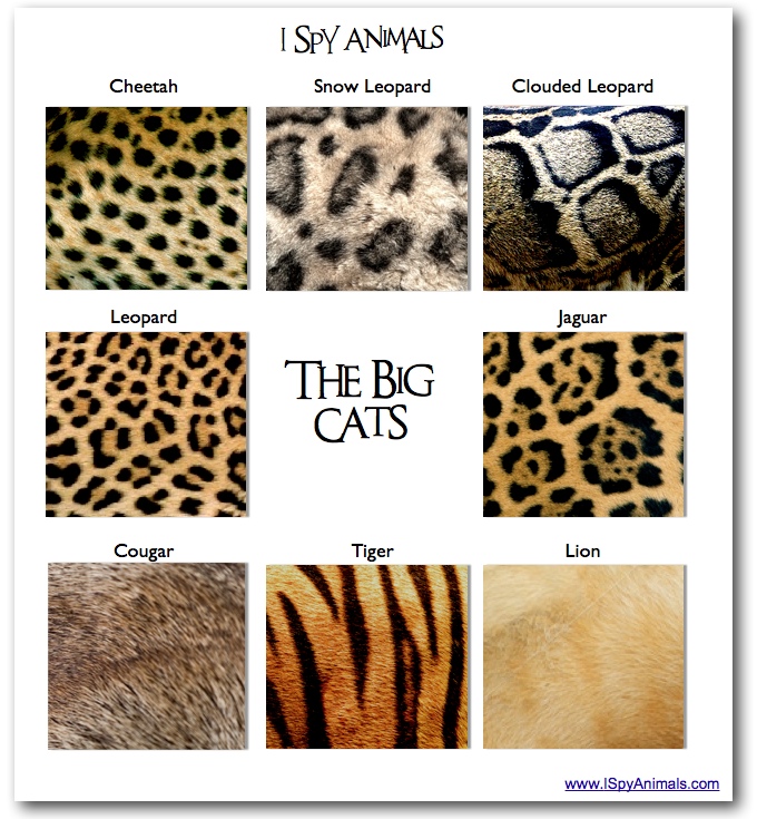 I Spy Animals Seeing Spots a Big Cat Test I Spy Animals Seeing Spots a Big Cat Test