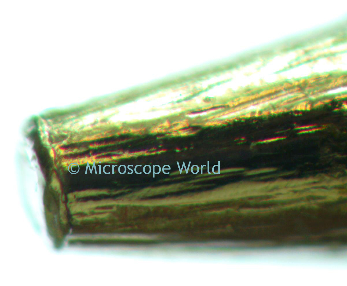 Microscope World Blog: Safety Pin Under the Microscope
