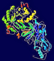 ENZIM UREASE | Guruh Zulfahmi
