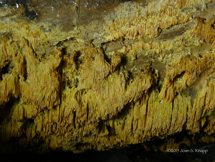 Anybody Seen My Focus?: Orange Sponge Polypore (Pycnoporellus alboluteus)?