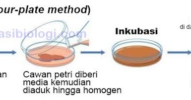 Isolasi bakteri dan reproduksi bakteri