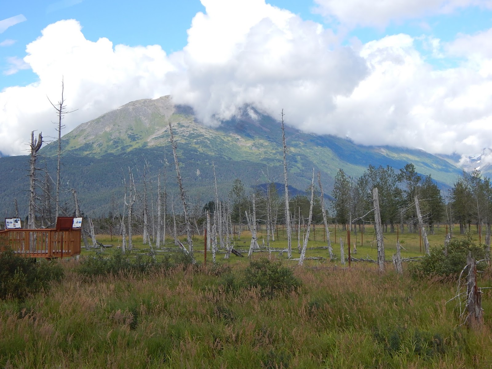 Outlooks & Inspirations: Insights from the Ghost Trees of Alaska