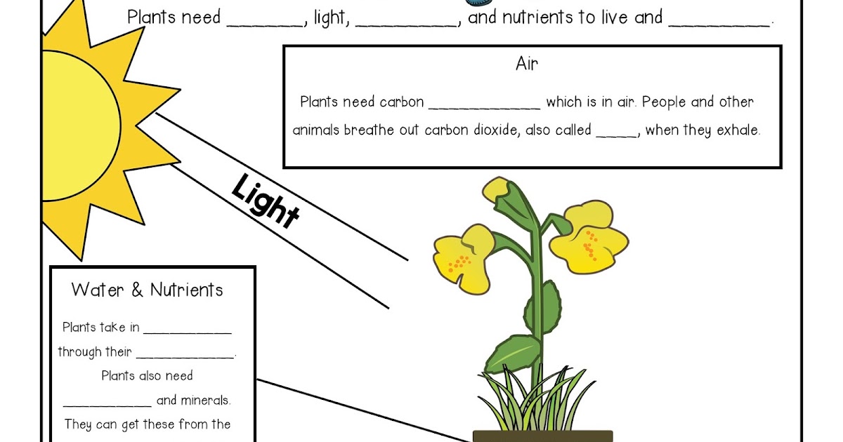 Photosynthesis Sketch Notes & Mung Bean Sprouts | Polka Dots and ...