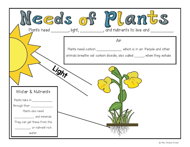 Photosynthesis Sketch Notes & Mung Bean Sprouts | Polka Dots and ...