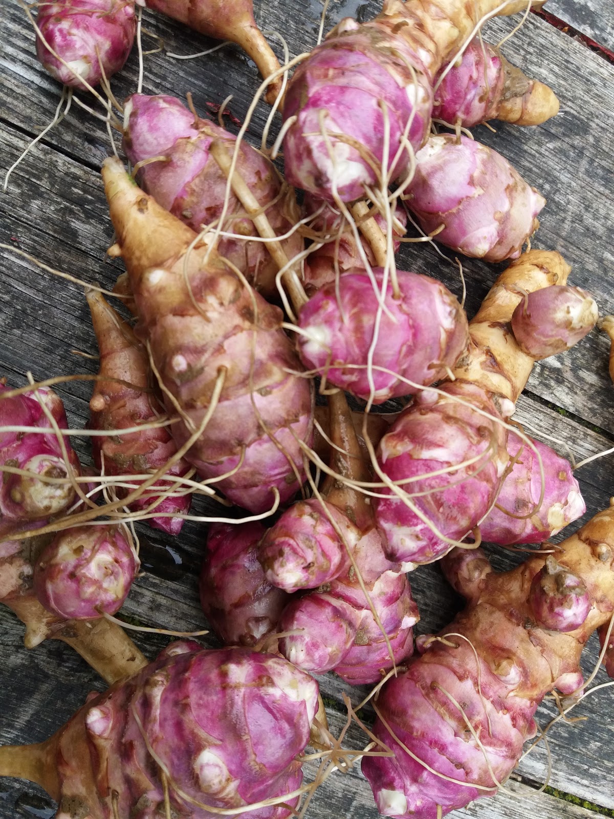 Kruidwis: Knobbelige aardpeer goed voor onze darmflora