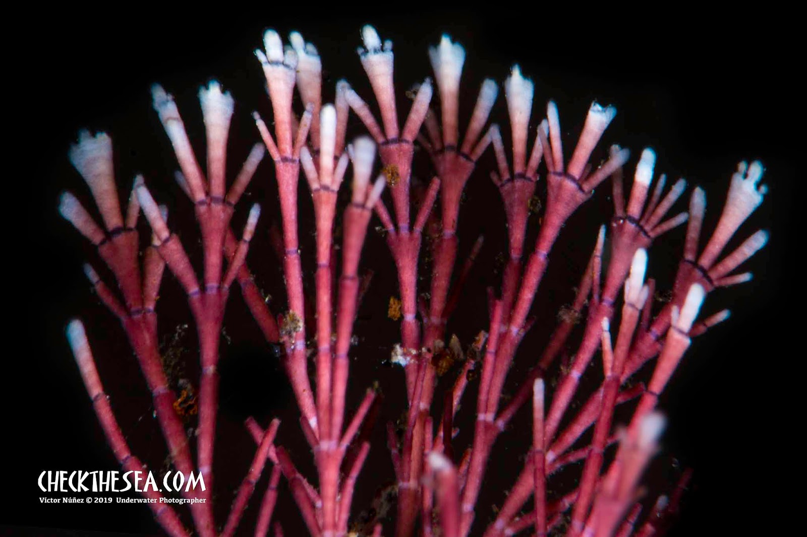 Check the Sea. Web de buceo y fotografía submarina de las Islas ...