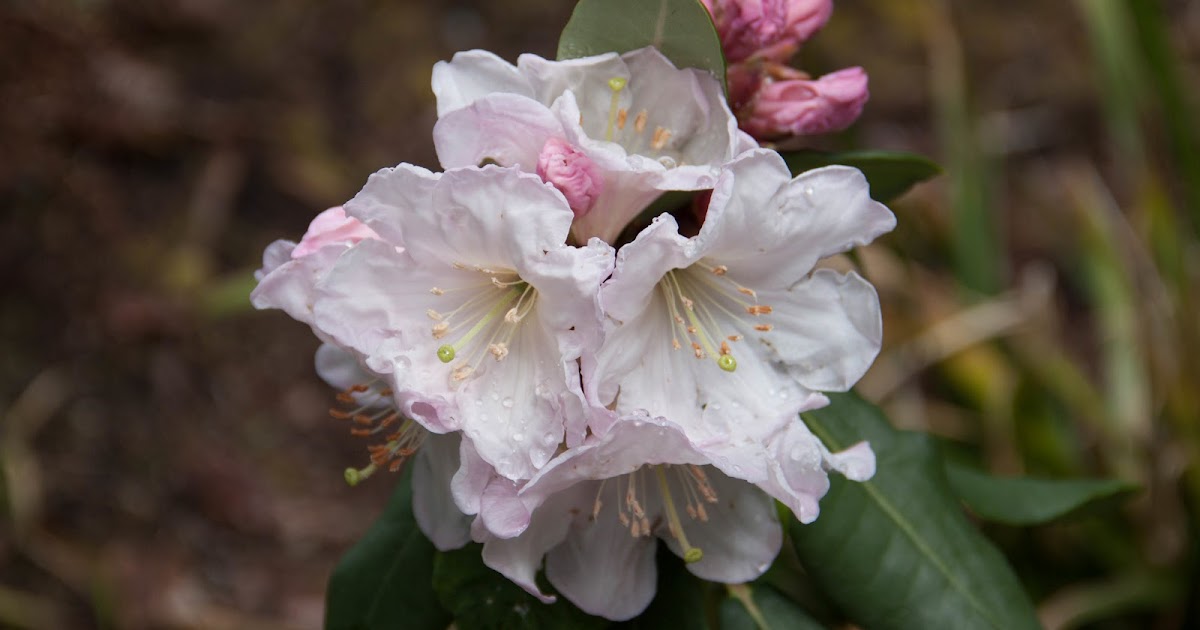 Rhododendron decorum - Great white rhododendron care and culture ...