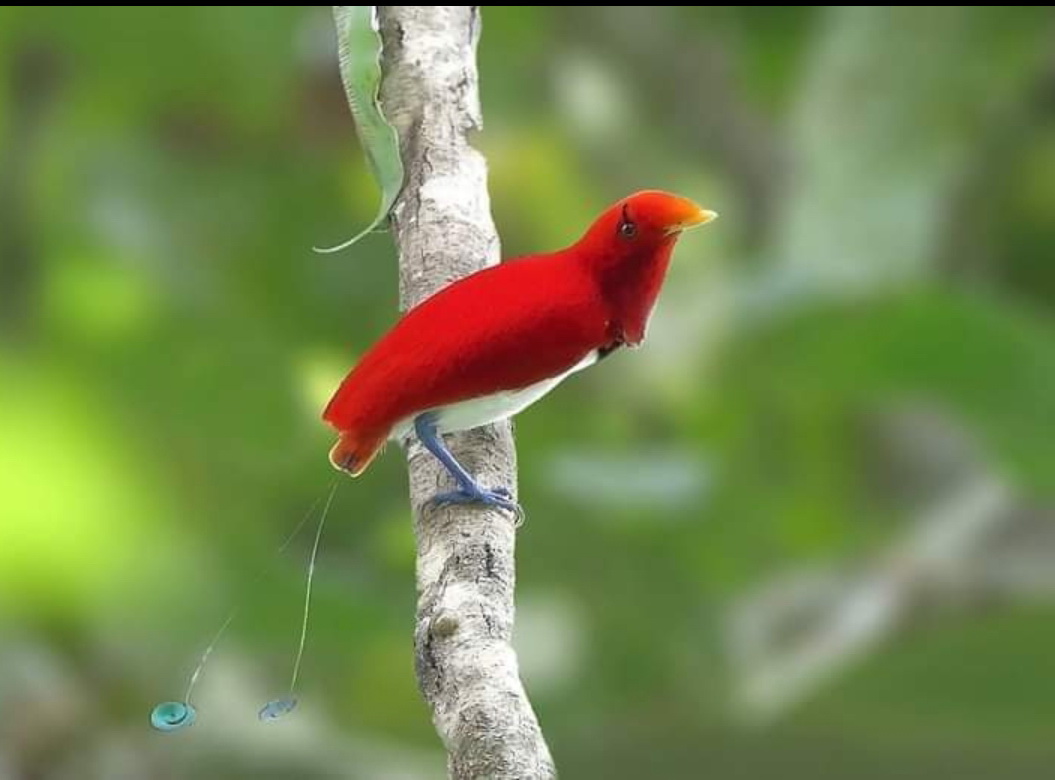 West Papua Birding trip