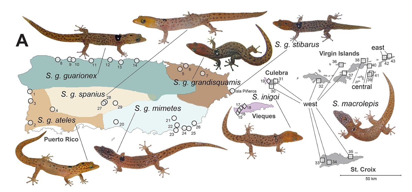 Species New to Science: [Herpetology • 2019] The Sprightly Little ...