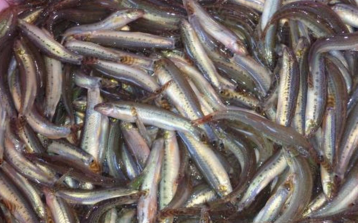 Benefits of eating Spinned Loach(Ayirai Meen) Fish