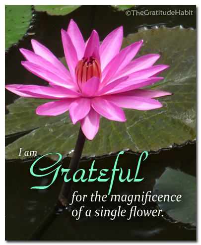 The Gratitude Habit Journal: Grateful for the Beauty of a Flower