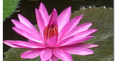 The Gratitude Habit Journal: Grateful for the Beauty of a Flower