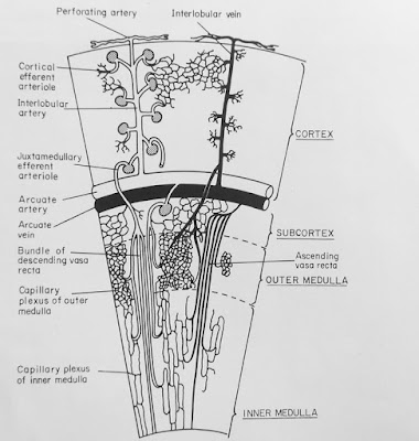 Interlobar and arcuate arteries and The renal veins and their tributaries