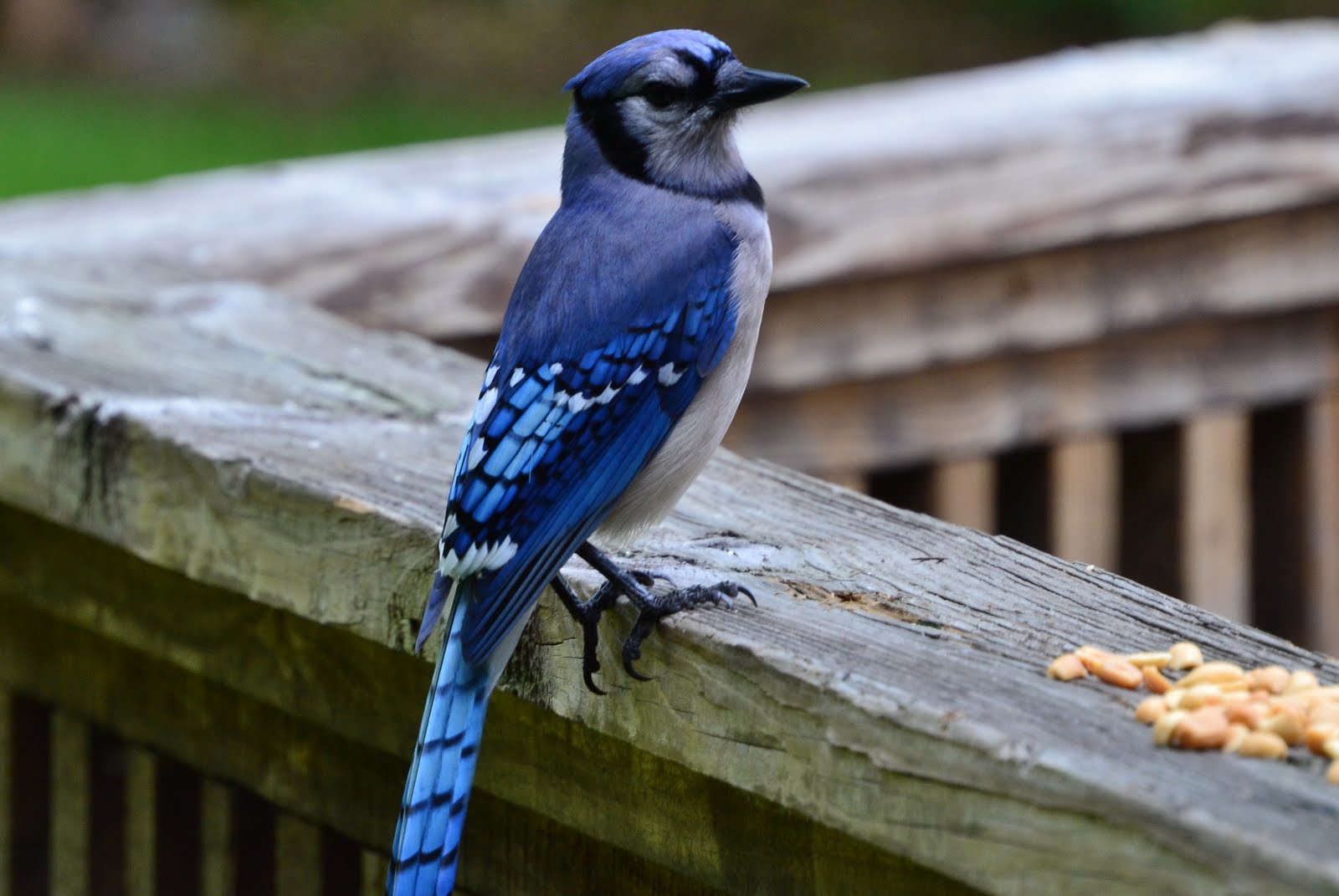 It's All About Purple: Playing With A Blue Jay!!!!!