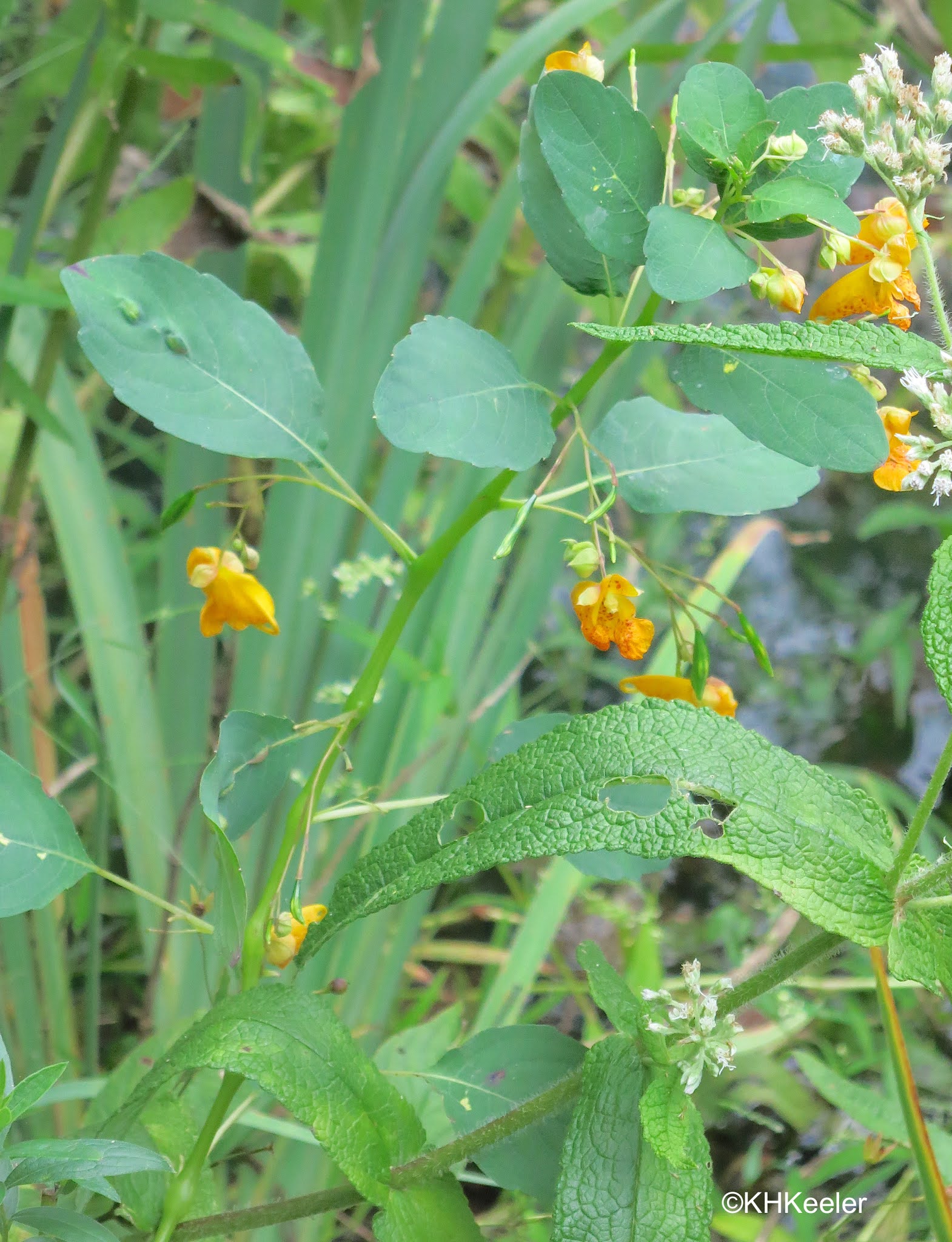 A Wandering Botanist: Plant Story--Spotted Jewelweed, Impatiens capensis