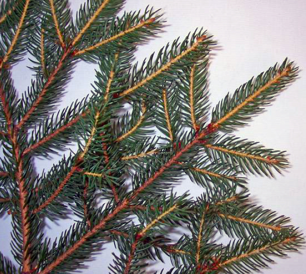 Replant.ca Environmental: The Red Spruce tree (Picea rubens)
