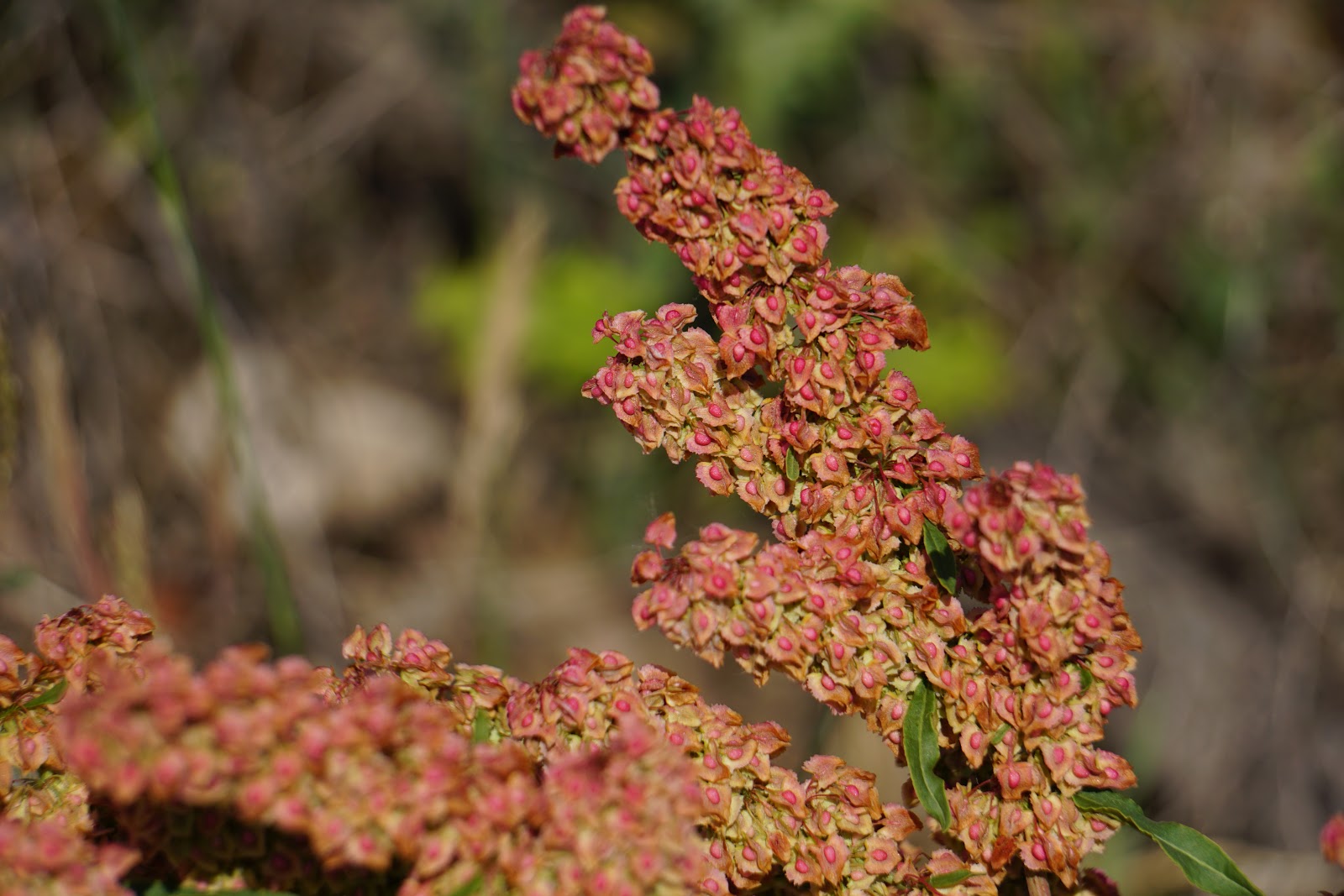 Plantas de Huerta Otea, Salamanca: Acedera común, vinagrera (Rumex acetosa)