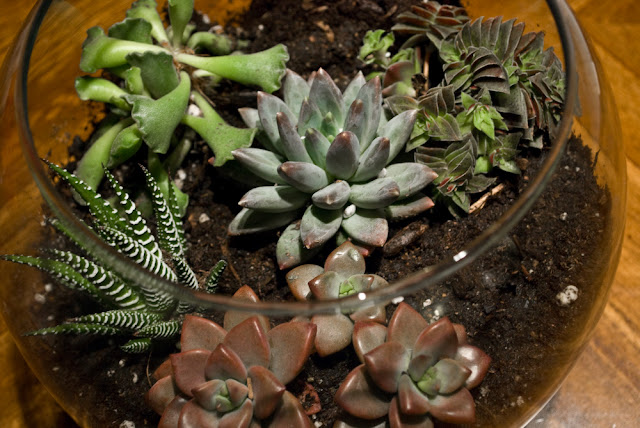 Recipes for a Quarterlife: Totally Tubular Terrarium Tutorial