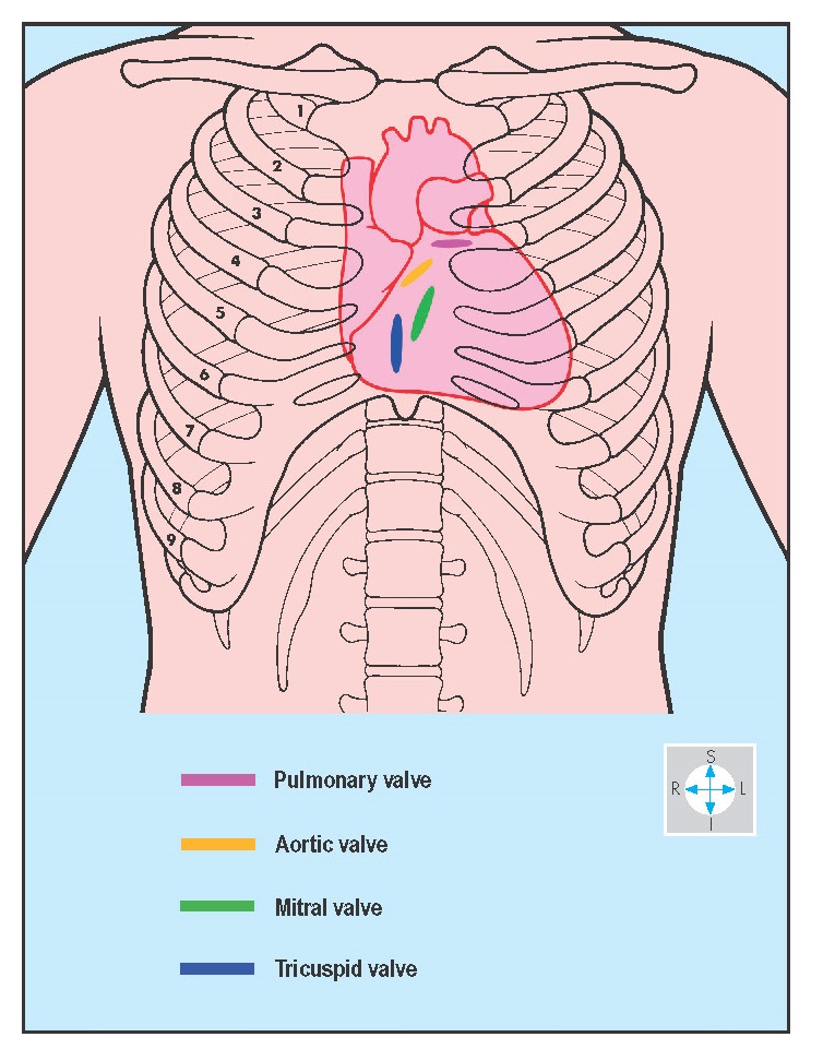 Heart Anatomy - pediagenosis