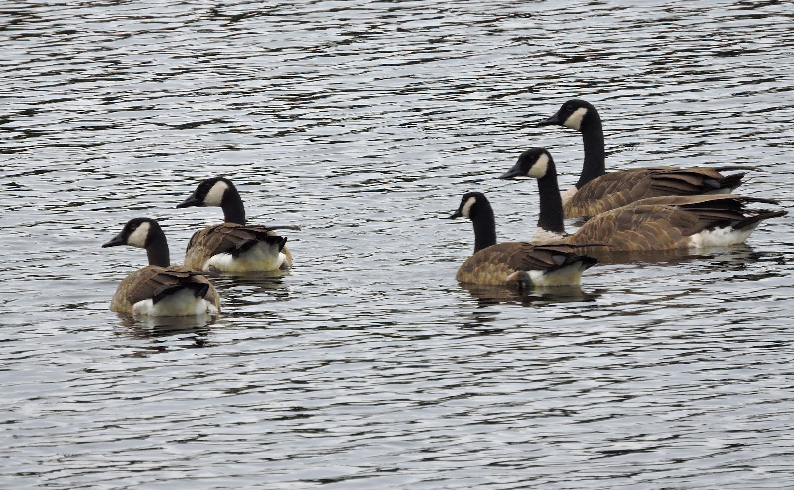 Scene Through My Eyes