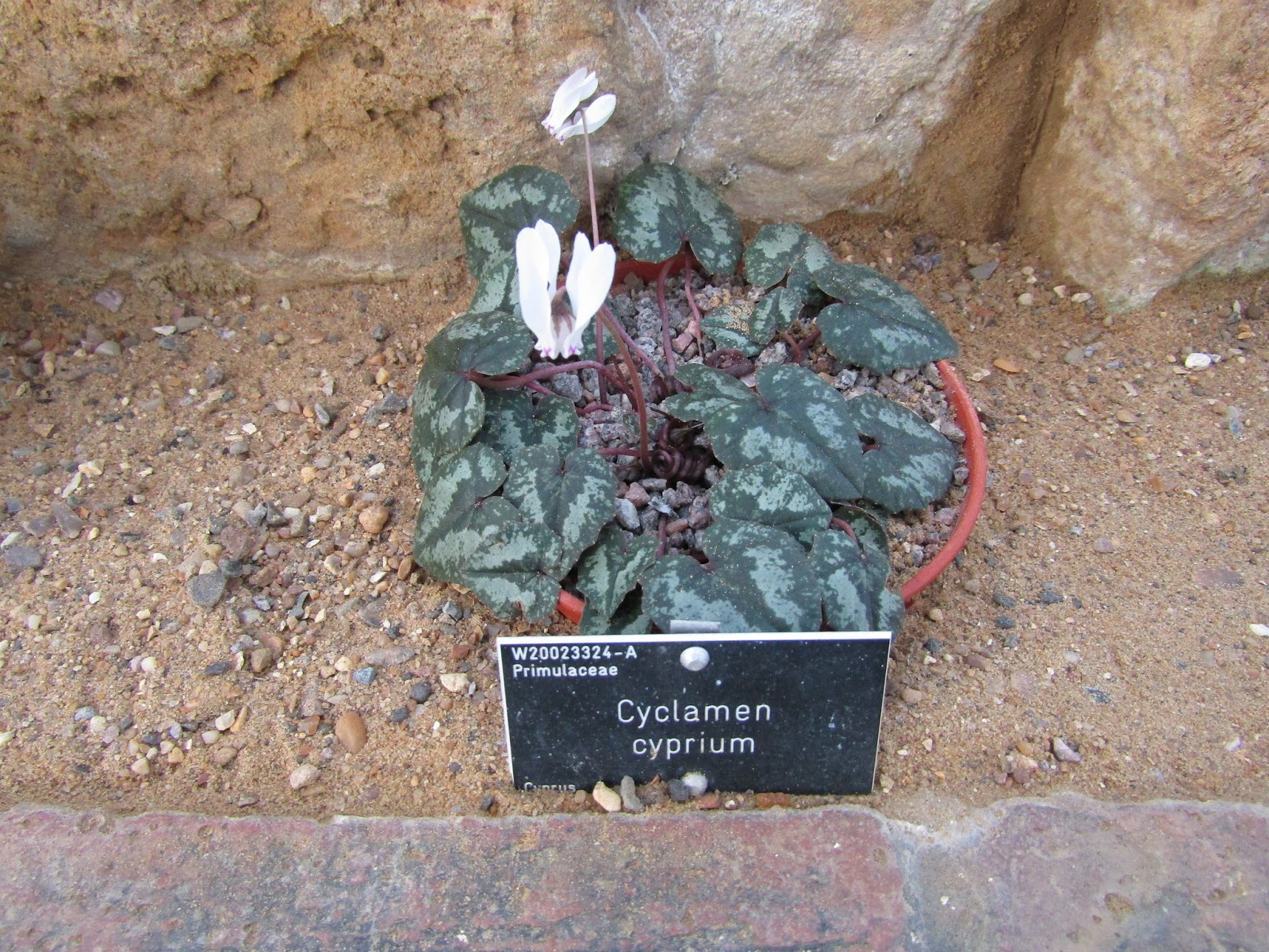 Cyclamen cyprium - Cyprus cyclamen | Travaldo's blog