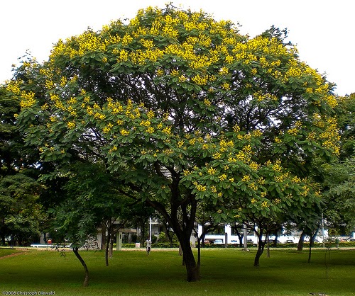 Home And Garden : Peltophorum pterocarpum