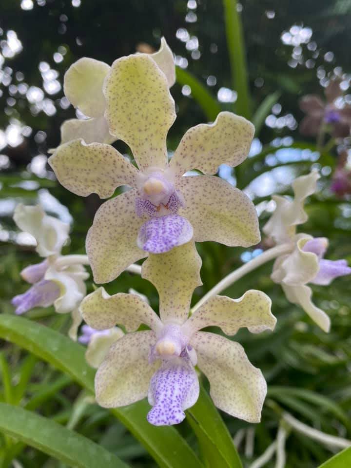 Vanda tessellata (Roxb.) Hook. ex G.Don