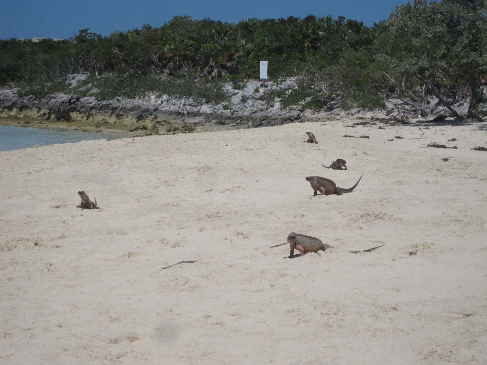 Boating with Sunset Delight: Bahamas: Allen’s Cay Anchorage ...