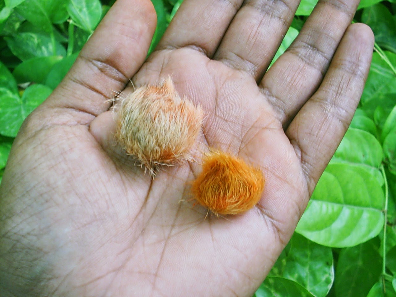 Dawat e Rohaniat ~*~ دعوتِ روحانیت: The Gidar Singhi Talisman