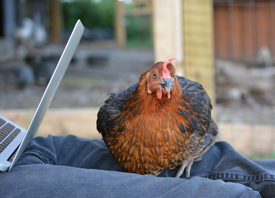 Knatolee's World: Lap chickens and other wonders