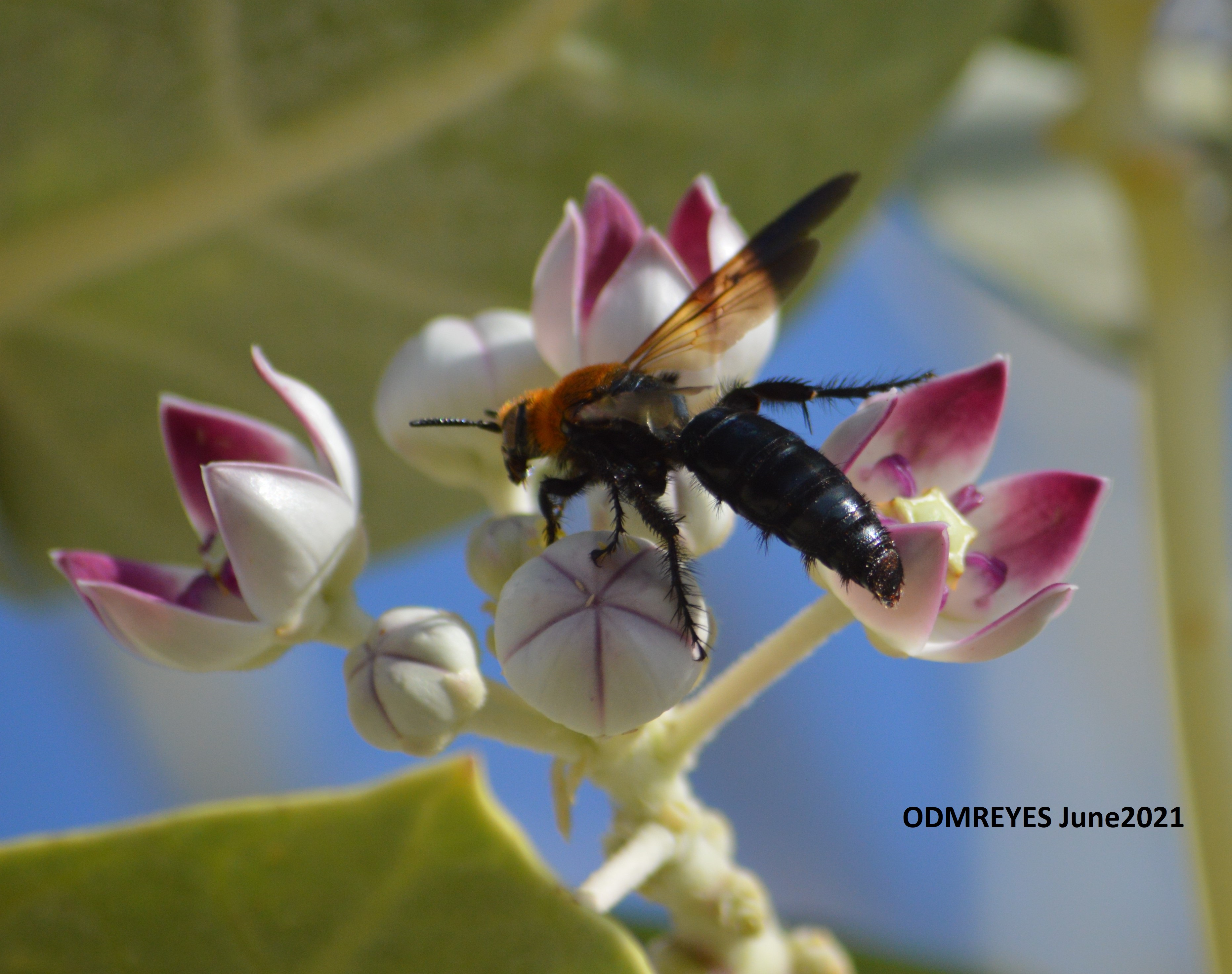Samurai Bug Chronicles: An Oriental Wasp (Campsomeriella thoracica ...