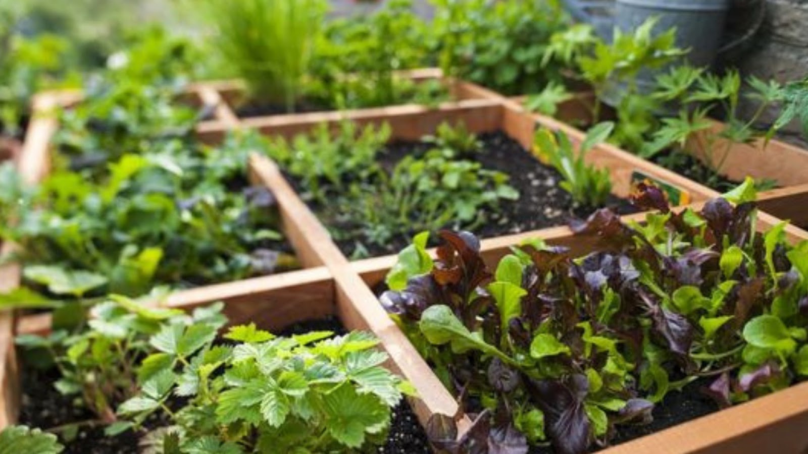 Cara Menanam Tanaman Di Lahan Sempit