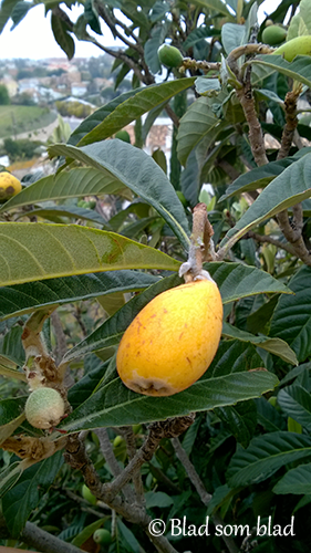 Blad som blad?: Japansk mispel - Eriobotrya japonica