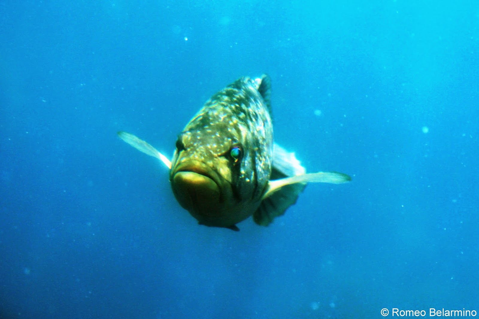 Exploring Catalina Island’s Deep Blue Sea | Travel the World