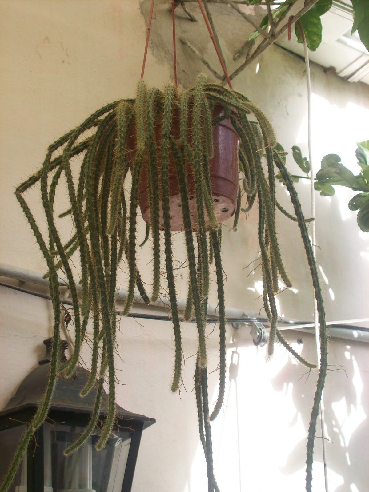 Los Cactus de Duilio: Aporocactus, Cactus de cola de rata, Cactus ...