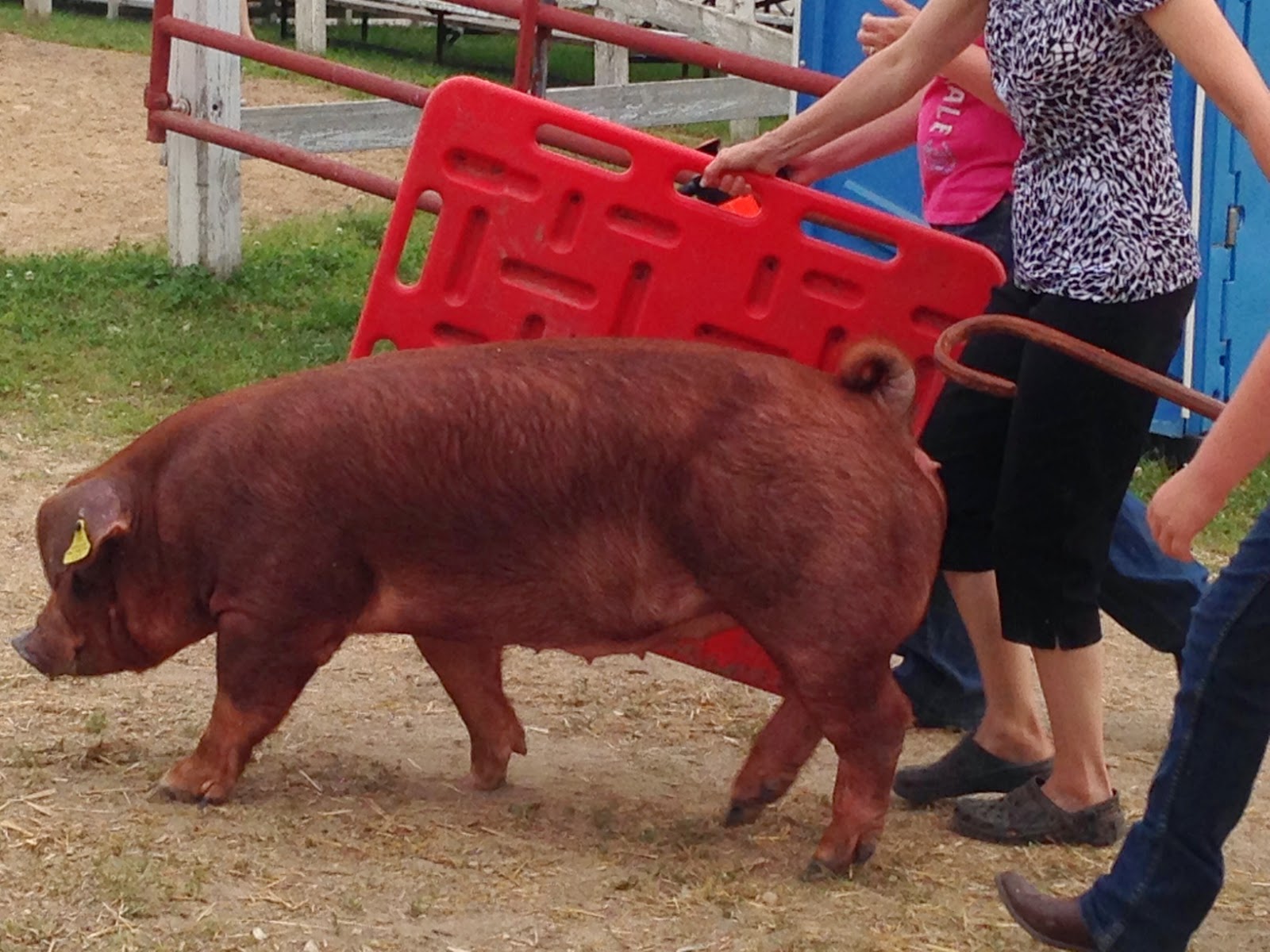 Scattered Seed Samplers: ~ Summer Fair