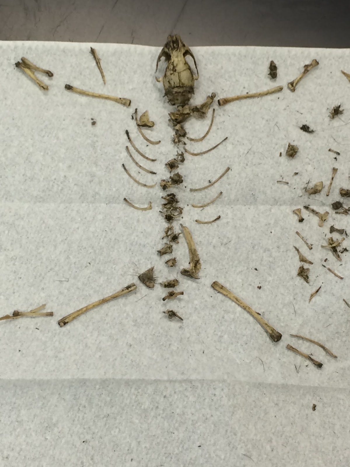 Anatomy and Physiology: February 2016