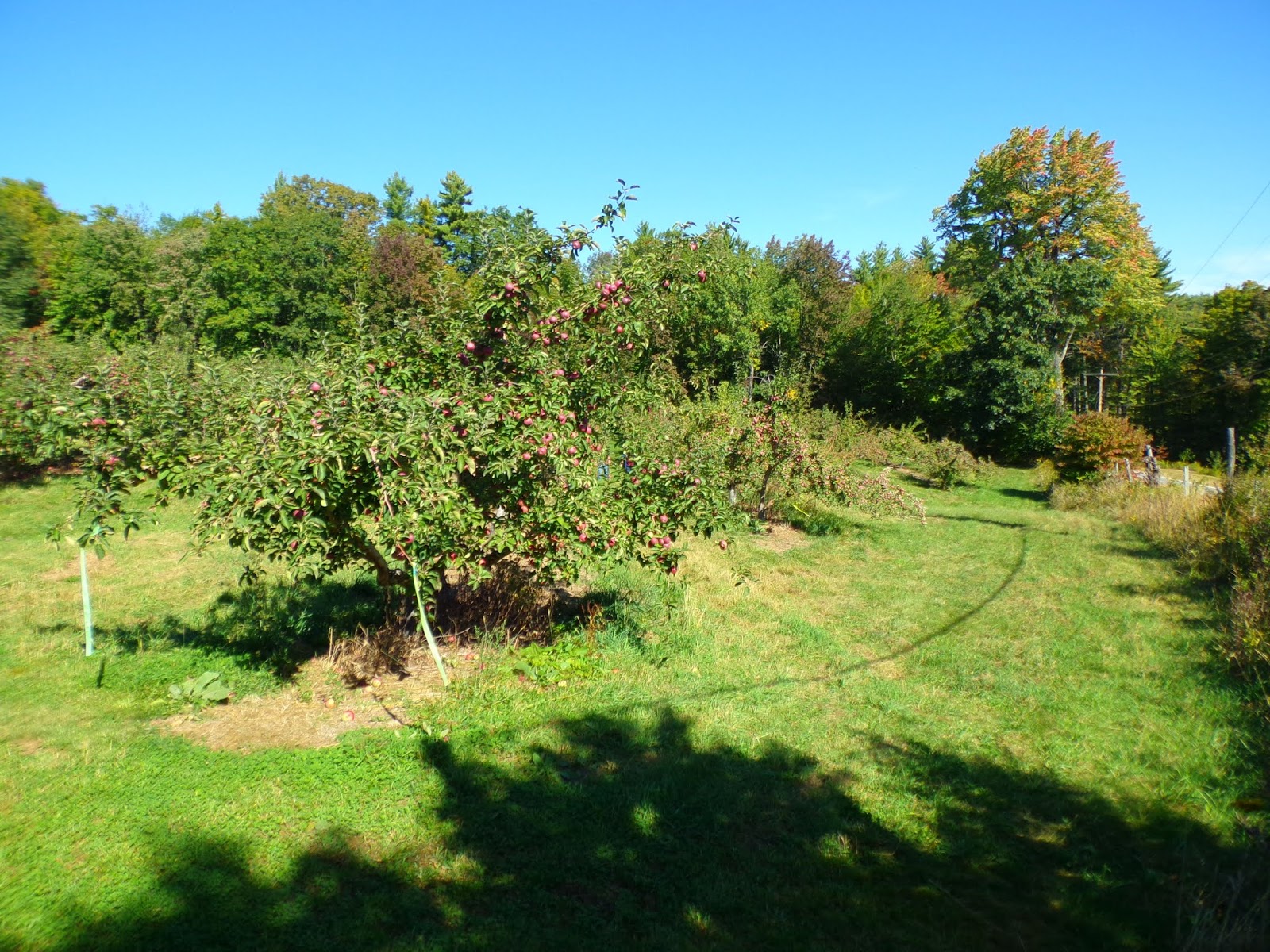 Orchard Hike - Apple Picking at Five Fields Farm, South Bridgton, Maine