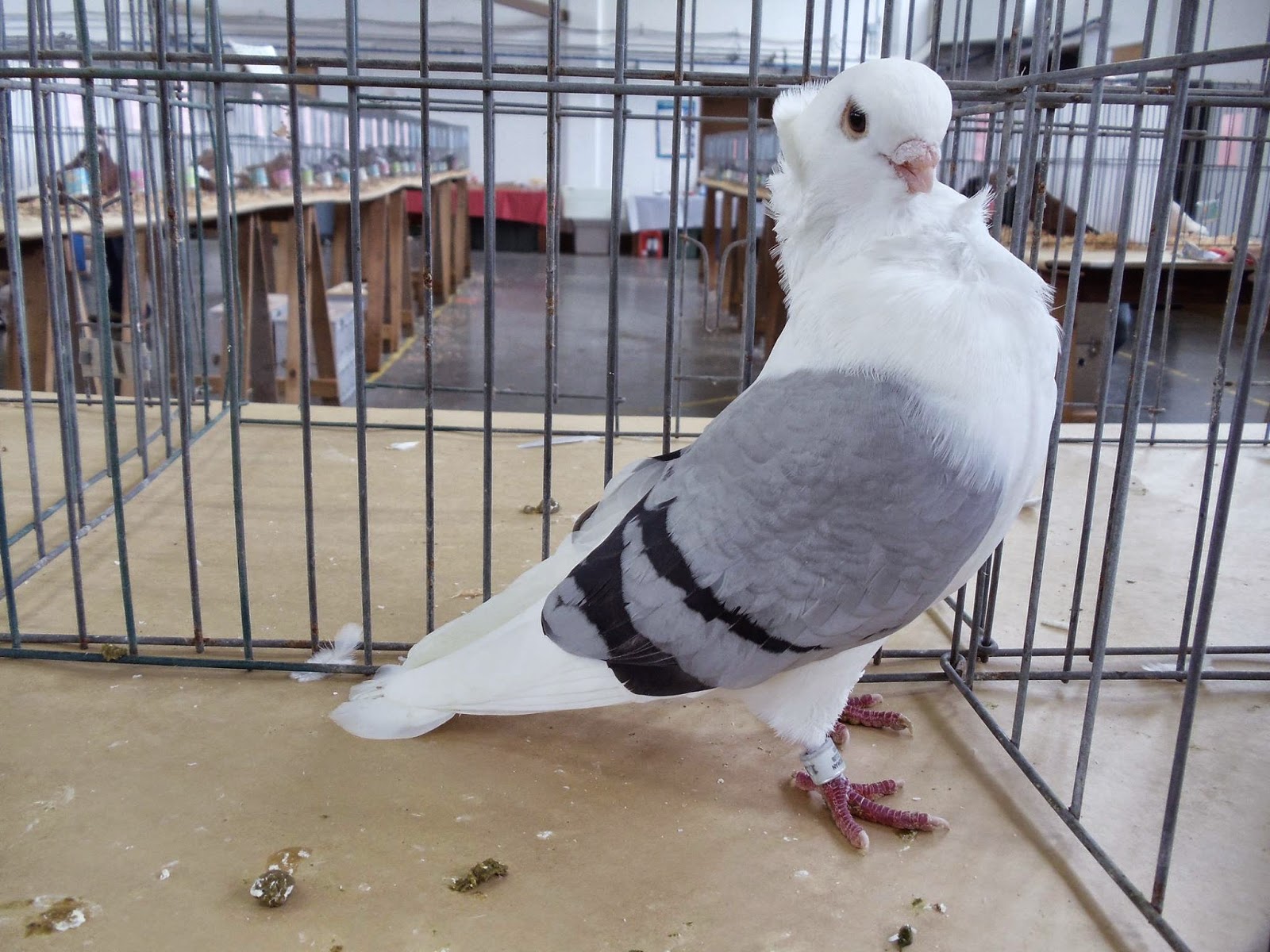 World of Pigeons and Doves: Old German Owl ( Altdeutsches Mövchen )
