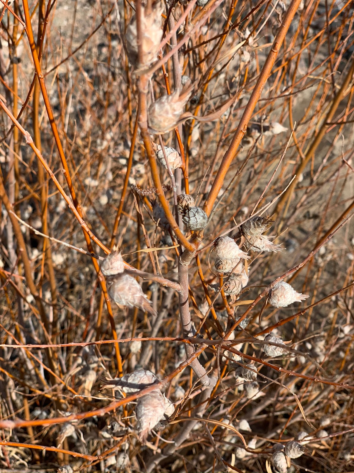Willow Cone Gall Midges: More Charm than Harm