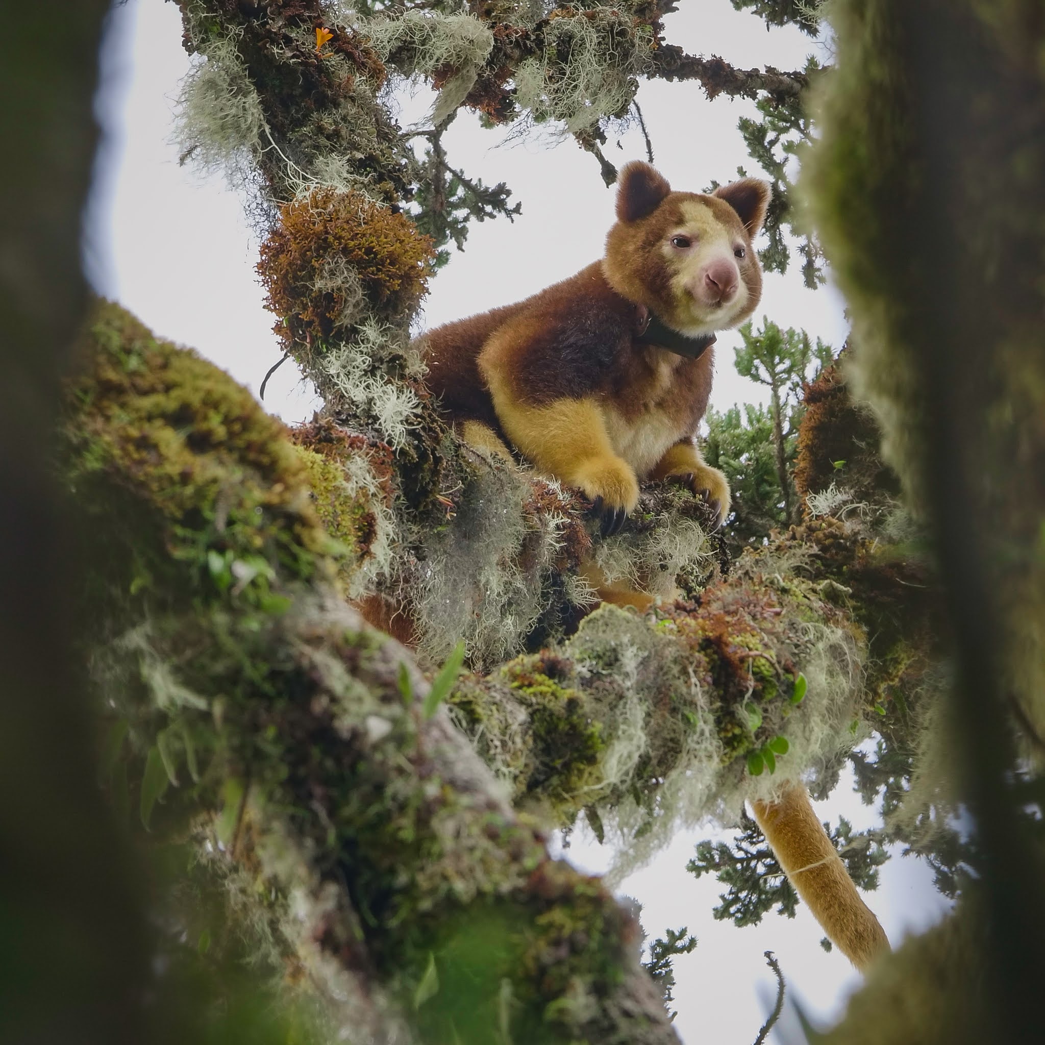 Greetings from the Tree Kangaroo Conservation Program!