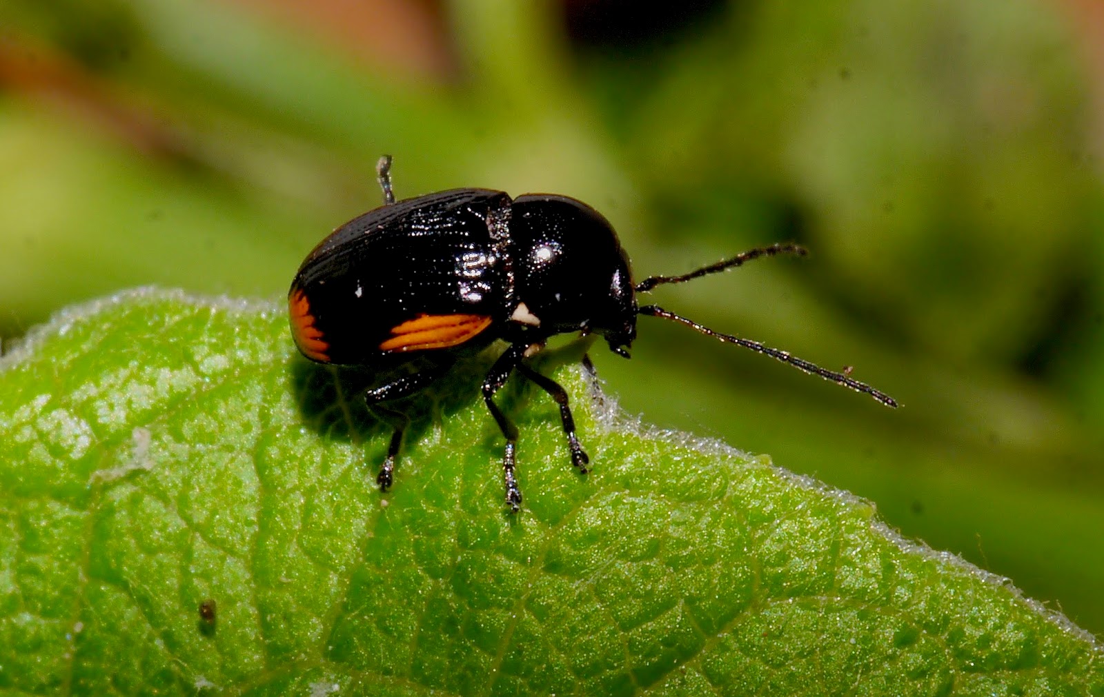 Northwest Norfolk Naturalists: Off Patch: six spectacular beetles