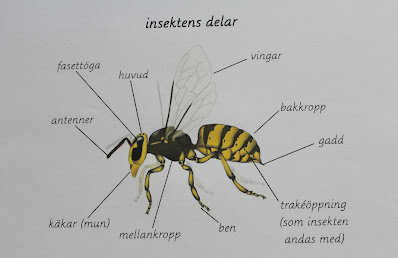 Min blogg om allt mellan himmel och jord: Insektens delar